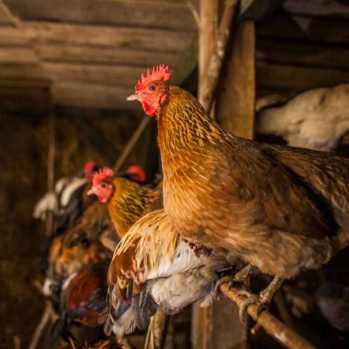 Folwark Badowo - imprezy integracyjne, firmowe, wesela